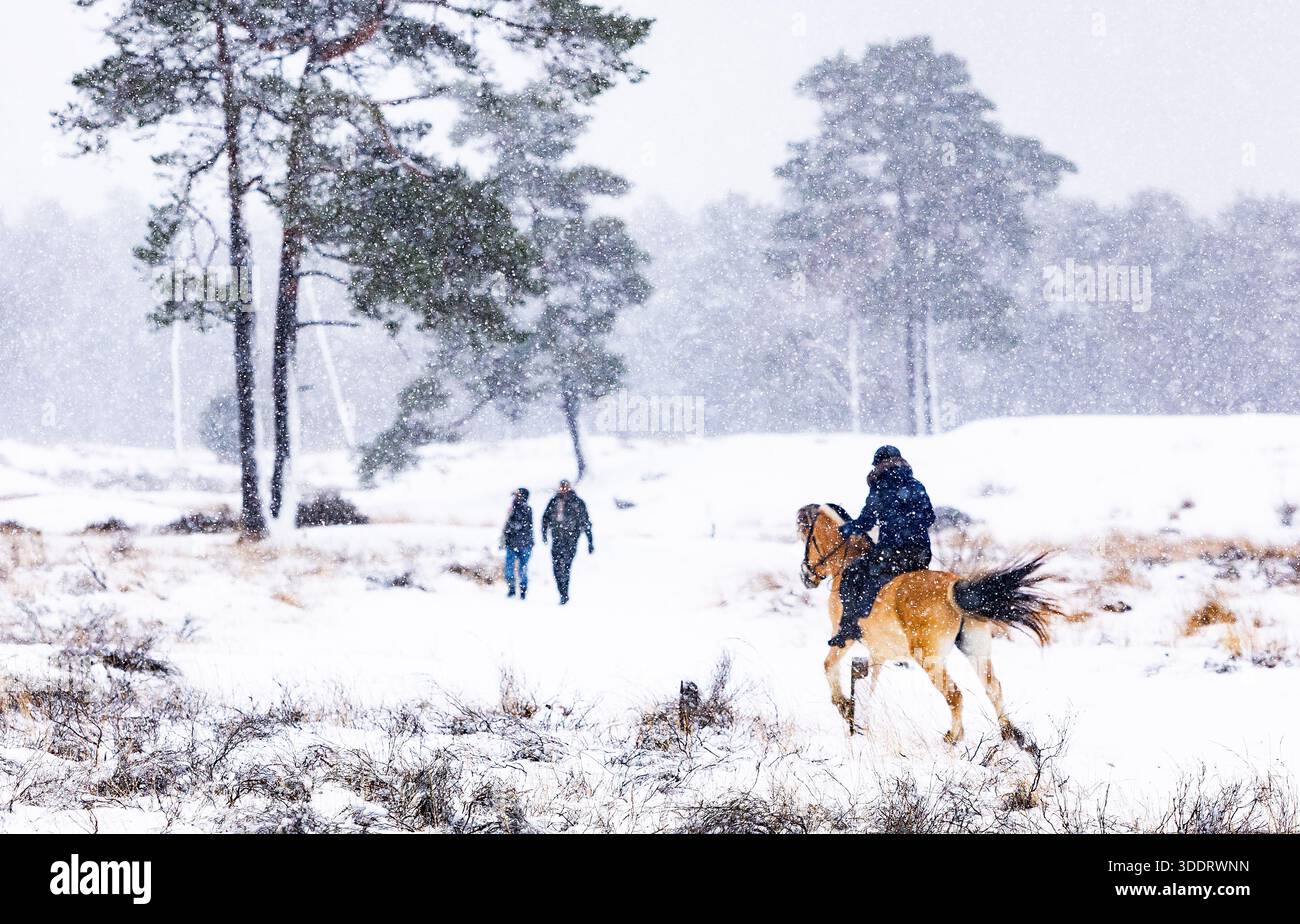 LOON OP ZAND - Snow fun in the Loonse en Drunense Dunes National Park ...
