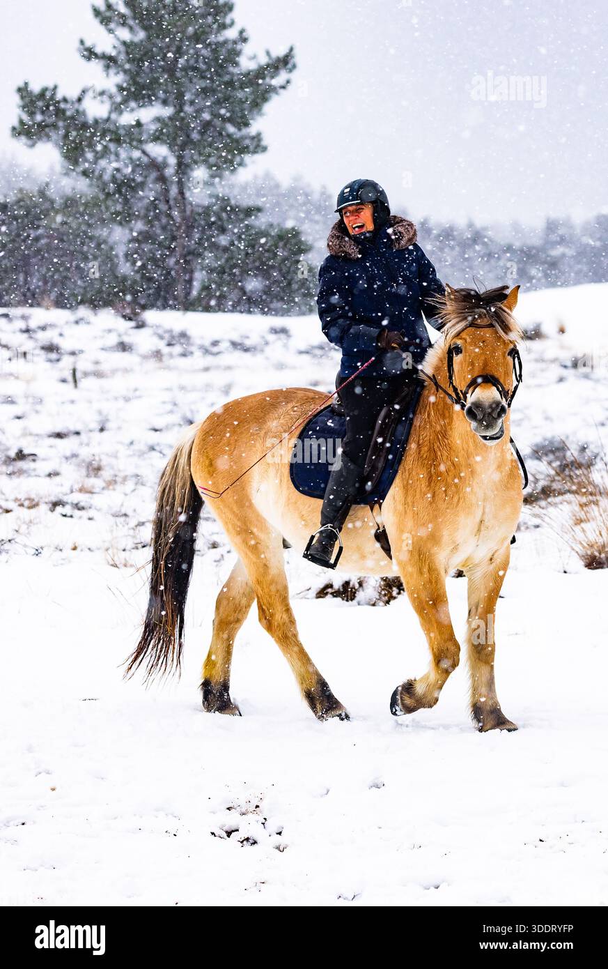 LOON OP ZAND - Snow fun in the Loonse en Drunense Dunes National Park ...