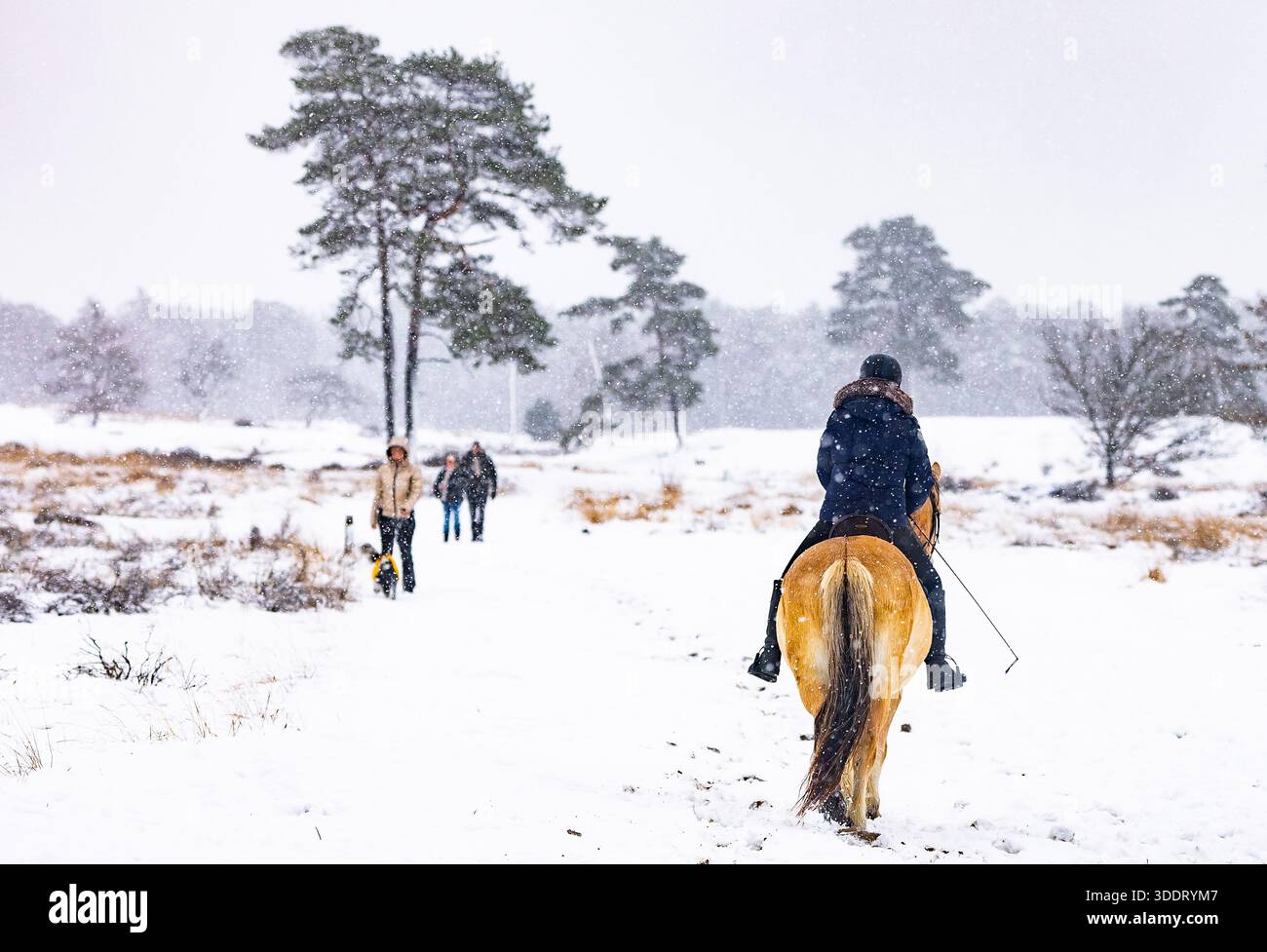 LOON OP ZAND - Snow fun in the Loonse en Drunense Dunes National Park ...