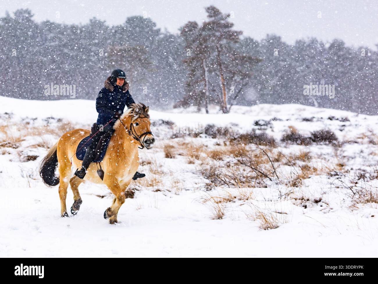 LOON OP ZAND - Snow fun in the Loonse en Drunense Dunes National Park ...
