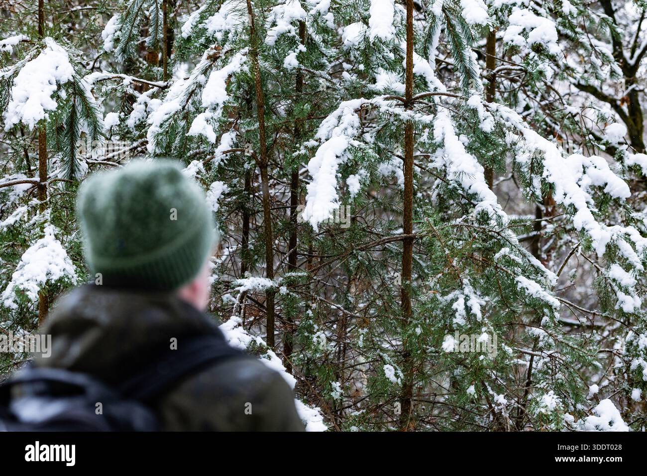 LOON OP ZAND - Snow fun in the Loonse en Drunense Dunes National Park ...