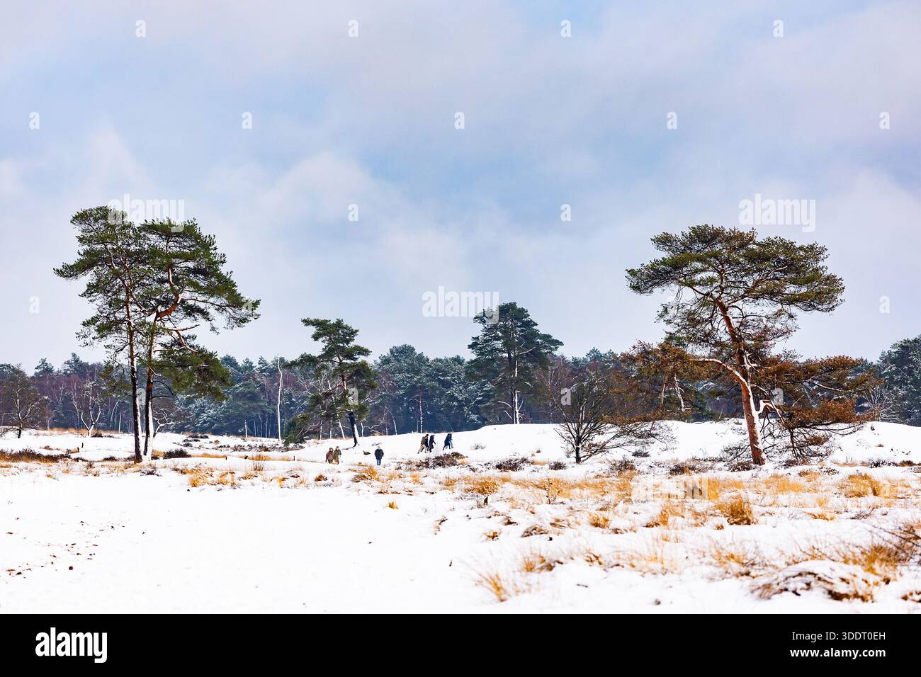 LOON OP ZAND - Snow fun in the Loonse en Drunense Dunes National Park ...