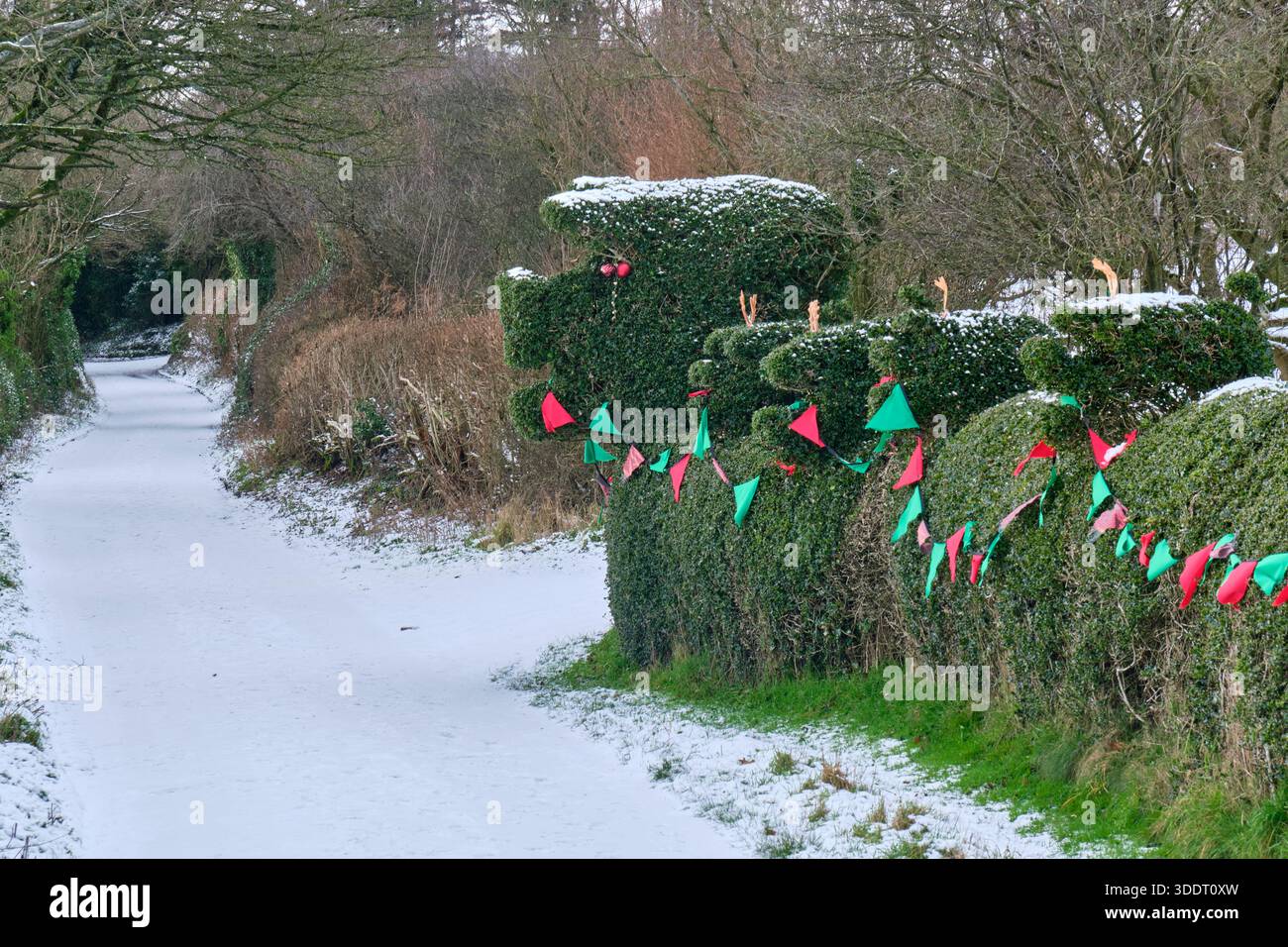Piggy Topiary along a snowy Ragdon Lane, Church Stretton, Shropshire ...