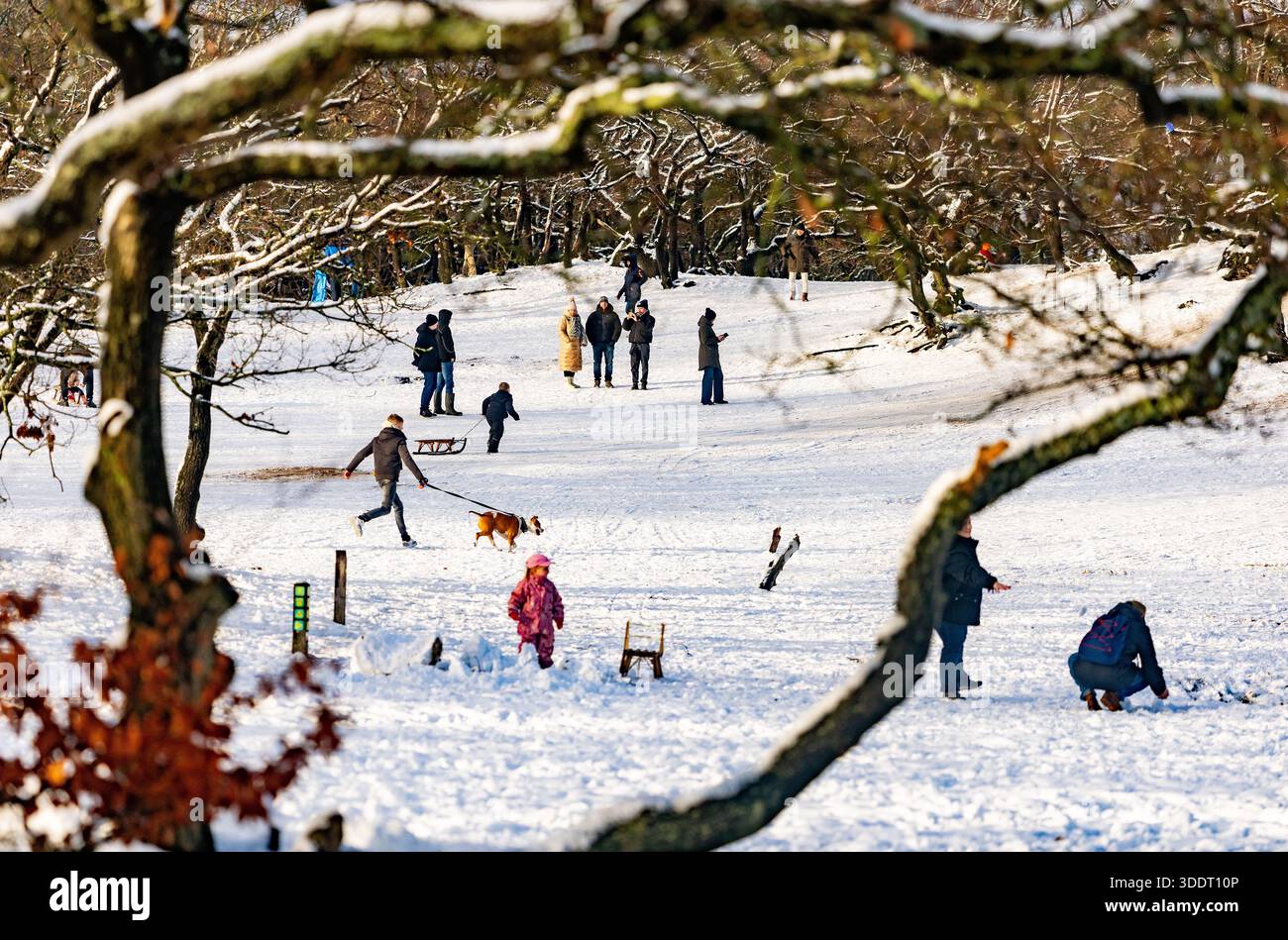 LOON OP ZAND - Snow fun in the Loonse en Drunense Dunes National Park ...