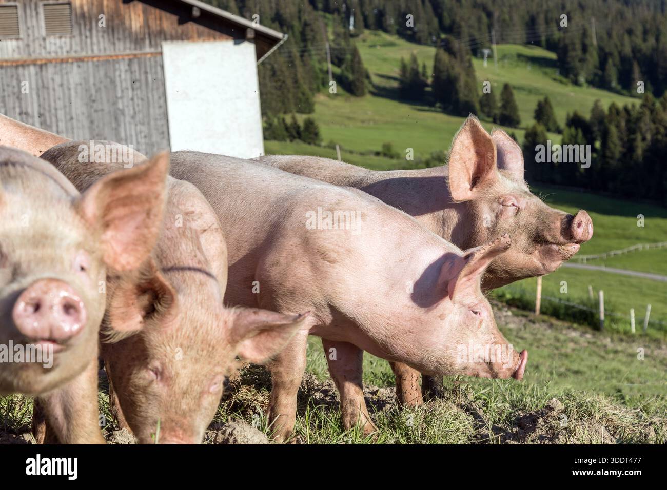 Pigs in the outdoor enclosure of a Swiss farm Stock Photo - Alamy