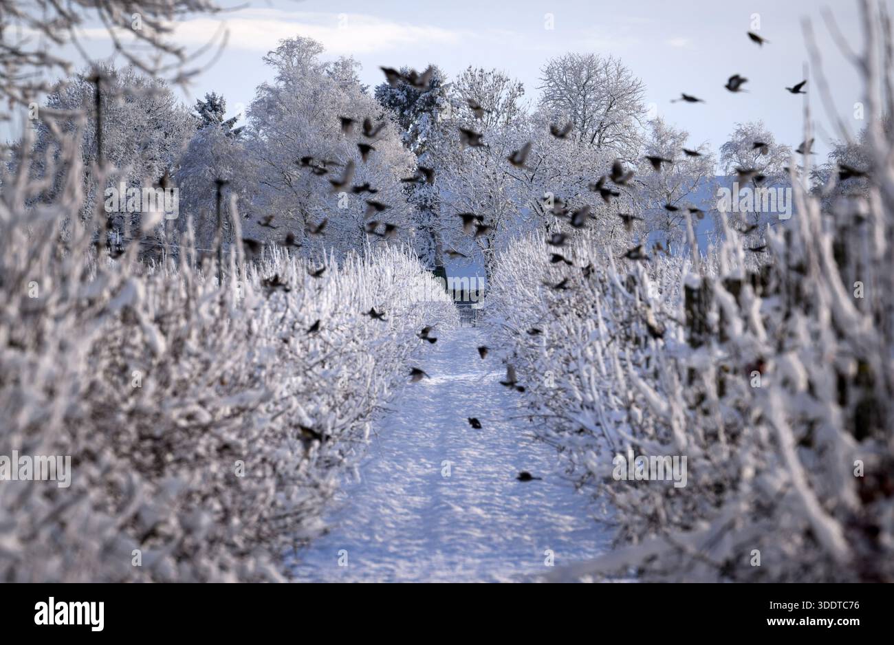 03 January 2026, Lower Saxony, Drochtersen-Hüll: Numerous birds fly ...
