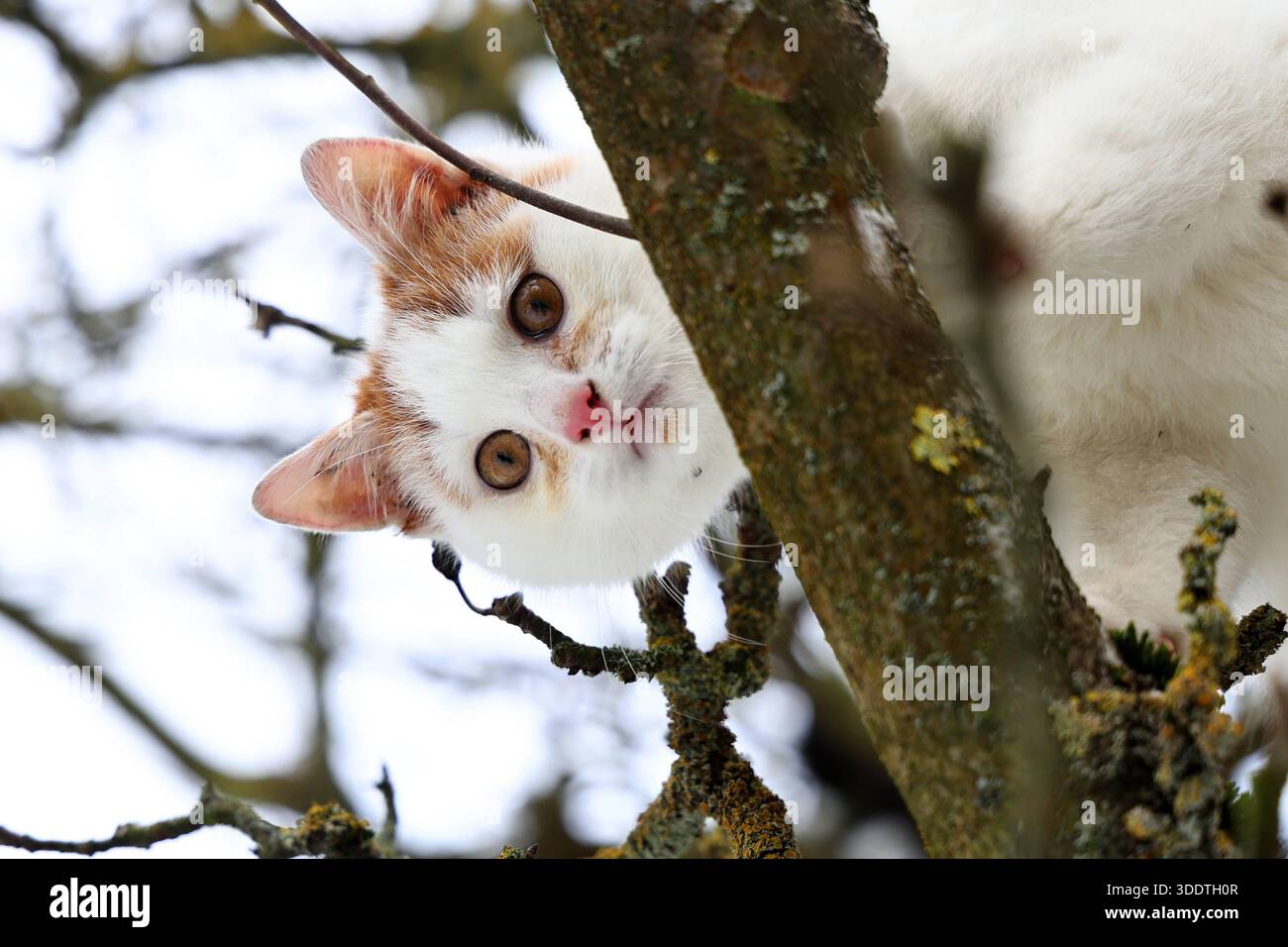Katze 03.01.2026, rot weisse kleine Katze auf einem Baum *** Cat 03 01 ...