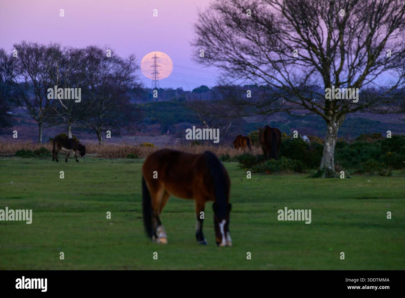 Godshill, New Forest, Hampshire, England, UK, 3rd January 2026. Wolf ...