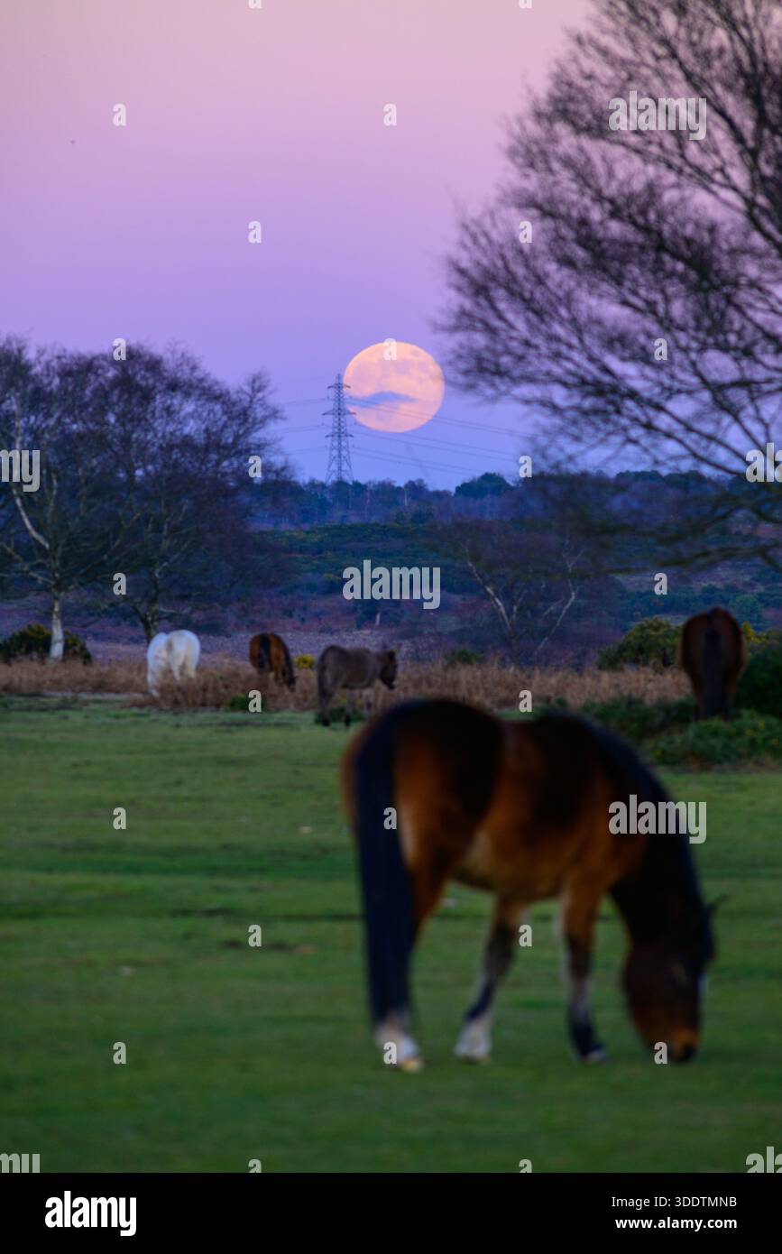 Godshill, New Forest, Hampshire, England, UK, 3rd January 2026. Wolf ...