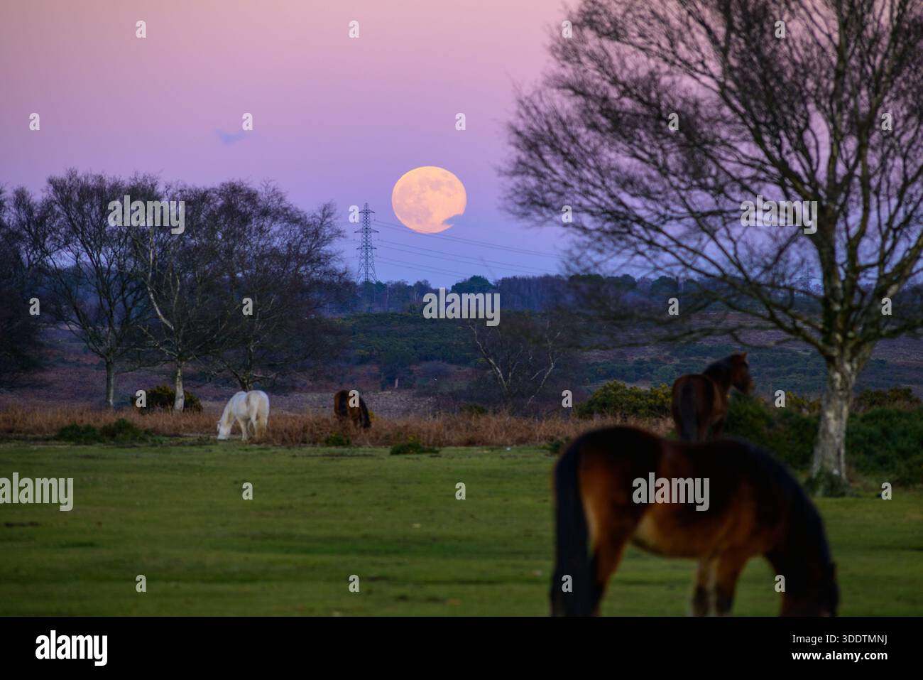 Godshill, New Forest, Hampshire, England, UK, 3rd January 2026. Wolf ...