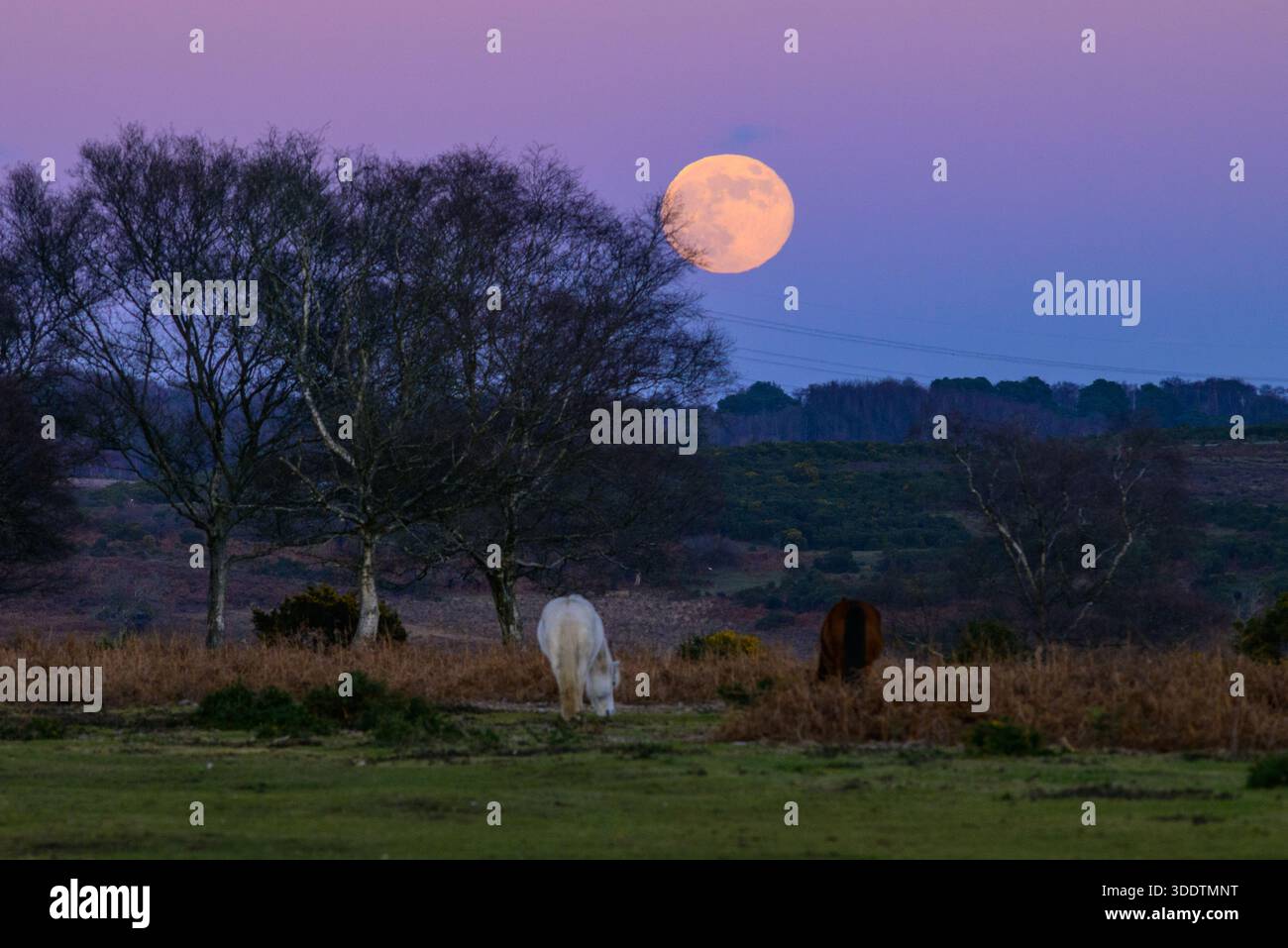 Godshill, New Forest, Hampshire, England, UK, 3rd January 2026. Wolf ...