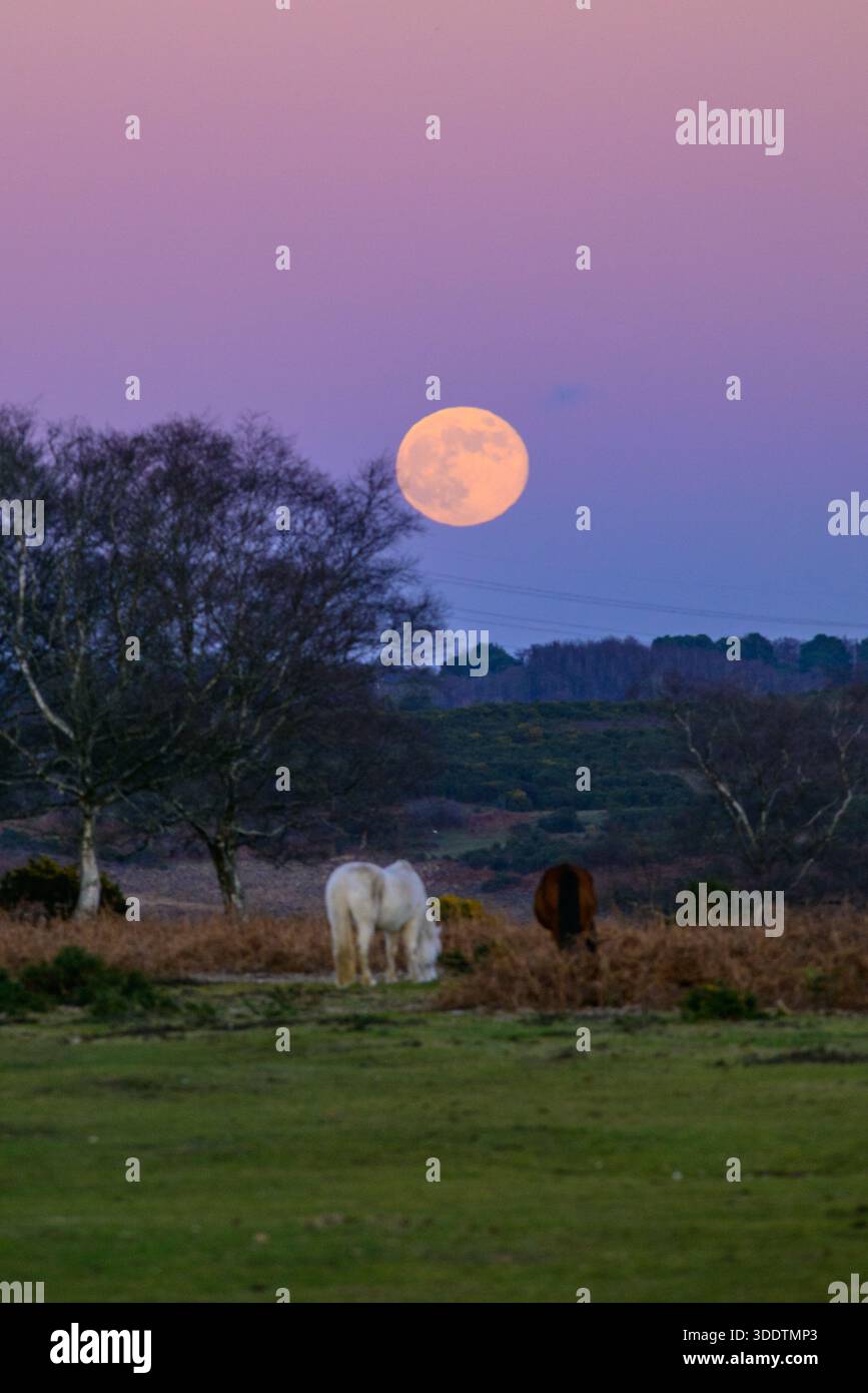 Godshill, New Forest, Hampshire, England, UK, 3rd January 2026. Wolf ...