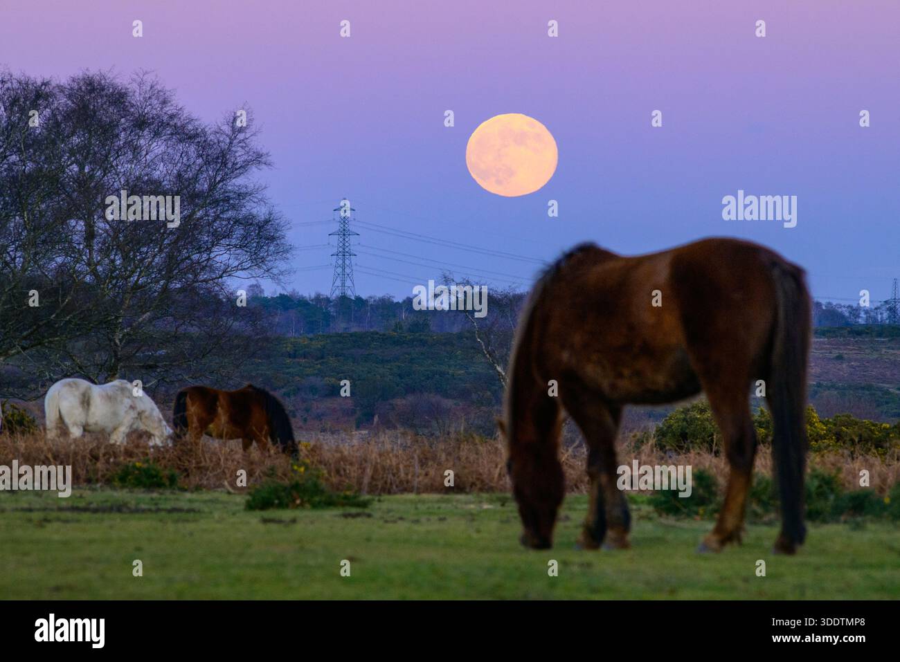 Godshill, New Forest, Hampshire, England, UK, 3rd January 2026. Wolf ...