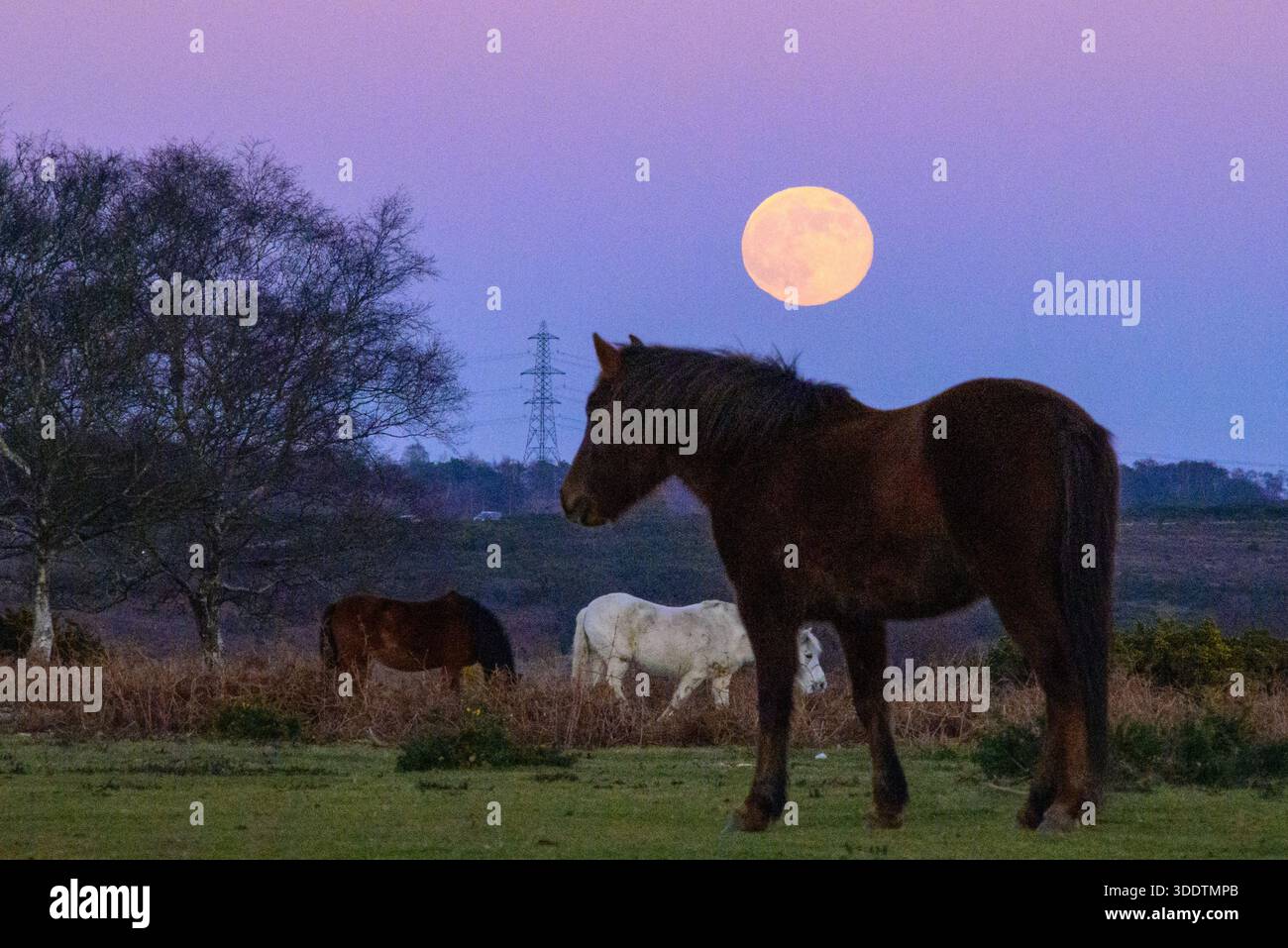 Godshill, New Forest, Hampshire, England, UK, 3rd January 2026. Wolf ...