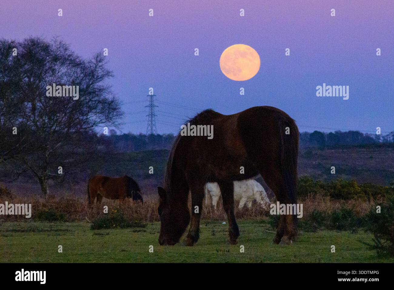 Godshill, New Forest, Hampshire, England, UK, 3rd January 2026. Wolf ...
