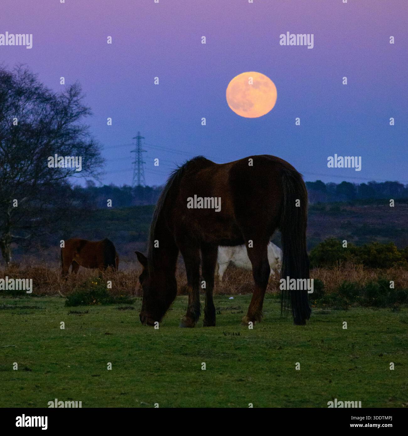 Godshill, New Forest, Hampshire, England, UK, 3rd January 2026. Wolf ...