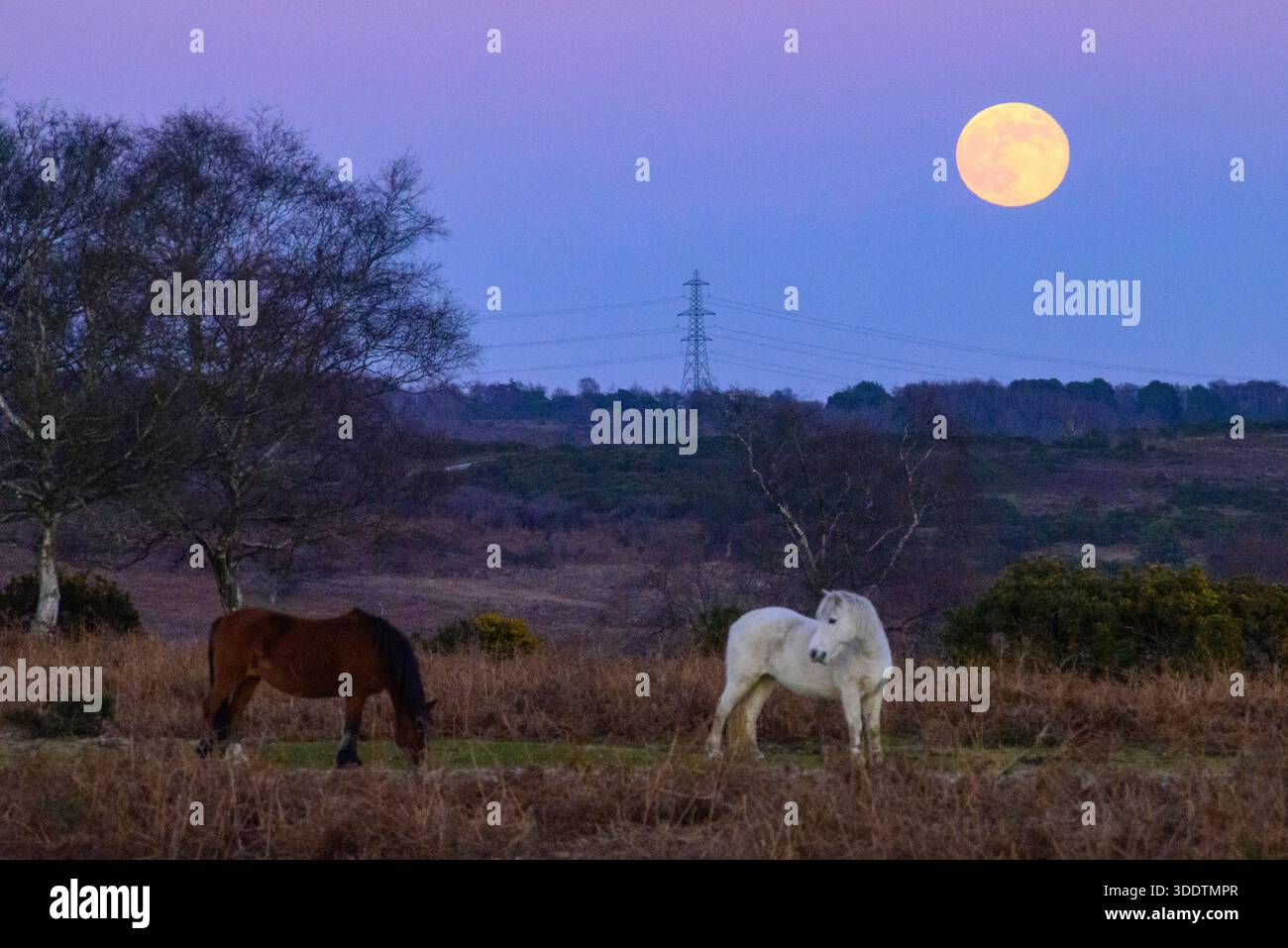 Godshill, New Forest, Hampshire, England, UK, 3rd January 2026. Wolf ...