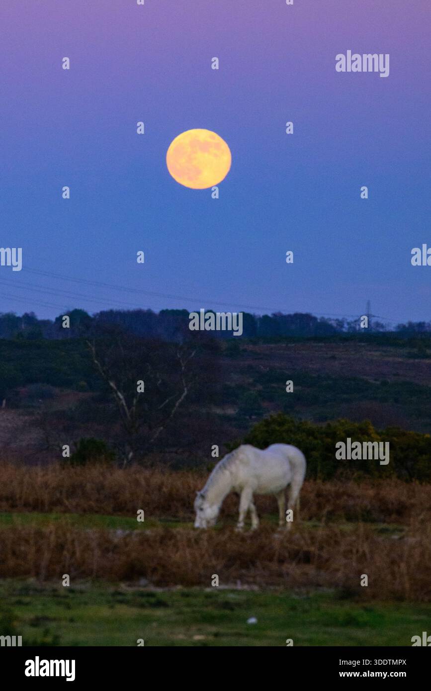 Godshill, New Forest, Hampshire, England, UK, 3rd January 2026. Wolf ...