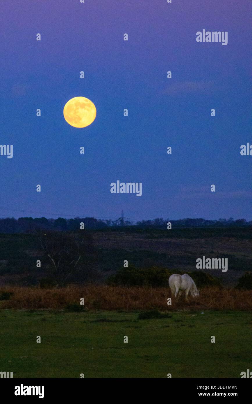 Godshill, New Forest, Hampshire, England, UK, 3rd January 2026. Wolf ...