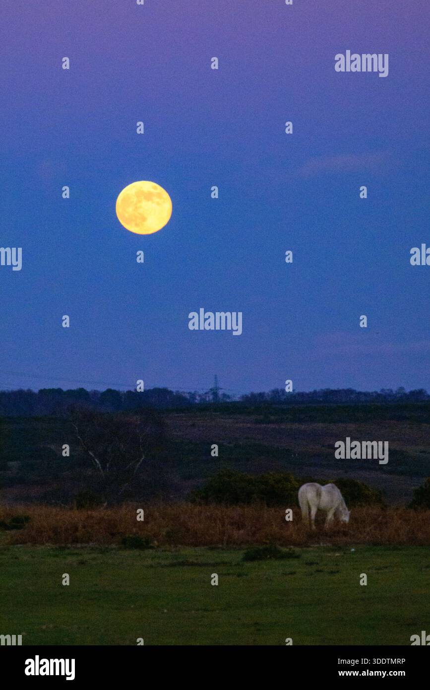Godshill, New Forest, Hampshire, England, UK, 3rd January 2026. Wolf ...