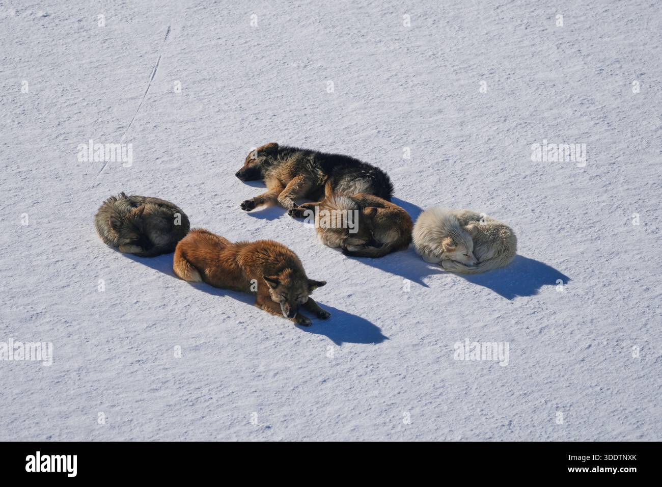 Stray dogs rest on the snow at the Mzaar-Kfardebian ski resort ...
