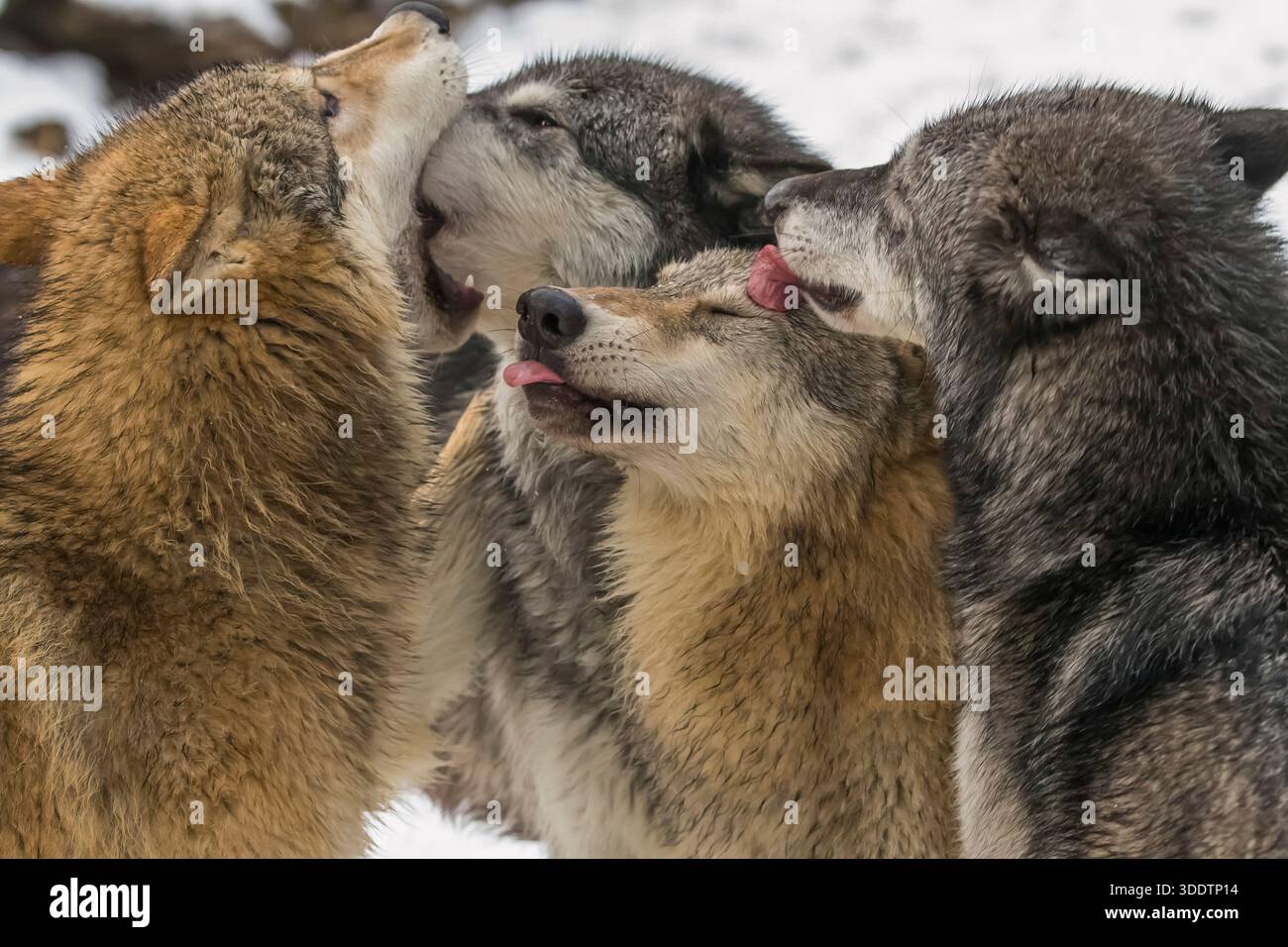 December 26, 2025, Kalispell, Mt, USA: A pack of tundra wolves moves ...