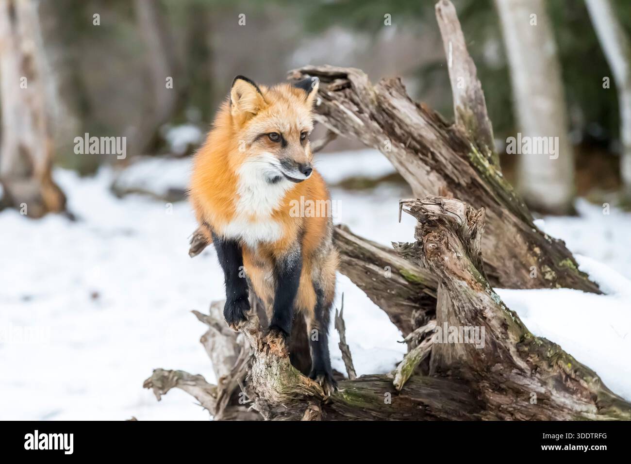 December 26, 2025, Kalispell, Mt, USA: A red fox darts through the ...