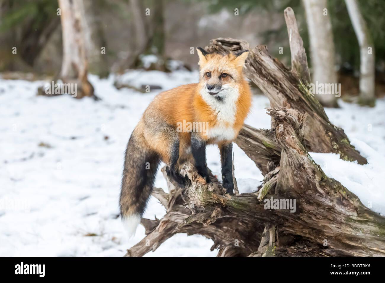 December 26, 2025, Kalispell, Mt, USA: A red fox darts through the ...