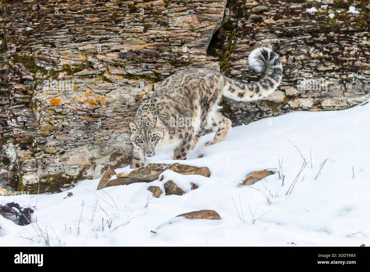 A snow leopard moves silently across a snowy mountain, its spotted coat ...