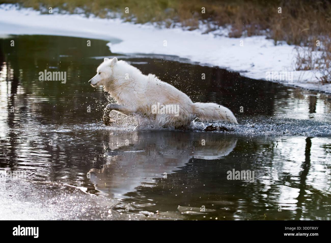 An arctic wolf prowls along a frozen riverbank, its white coat blending ...