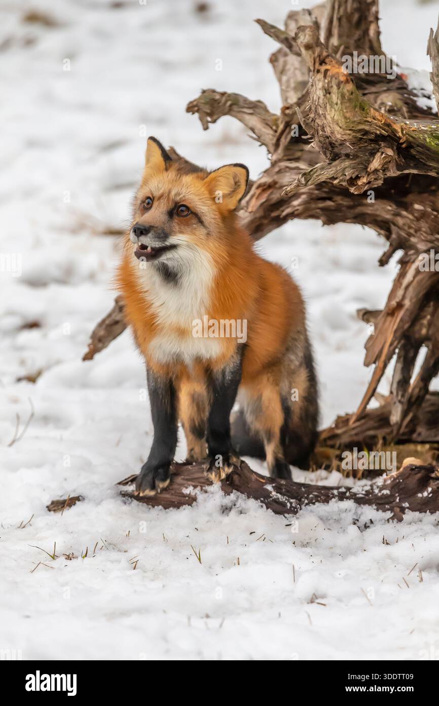 December 26, 2025, Kalispell, Mt, USA: A red fox darts through the ...