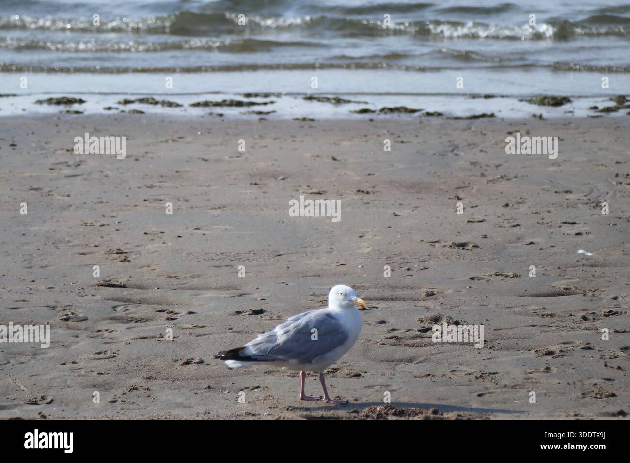 The European herring gull (Larus argentatus) is a large gull. One of ...