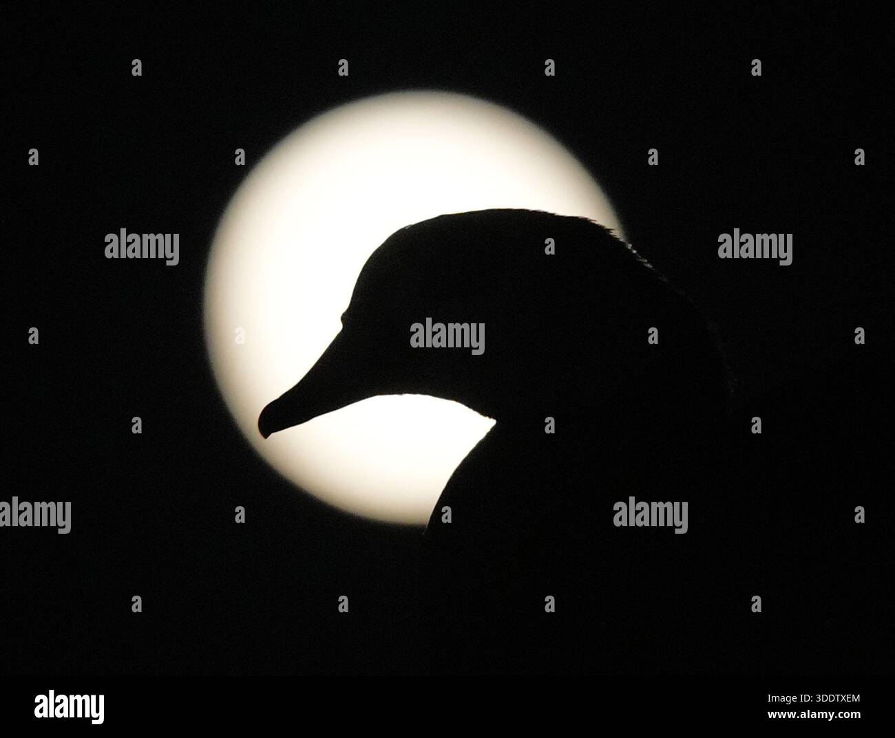 The head of a goose is silhouetted against the full moon in east London ...