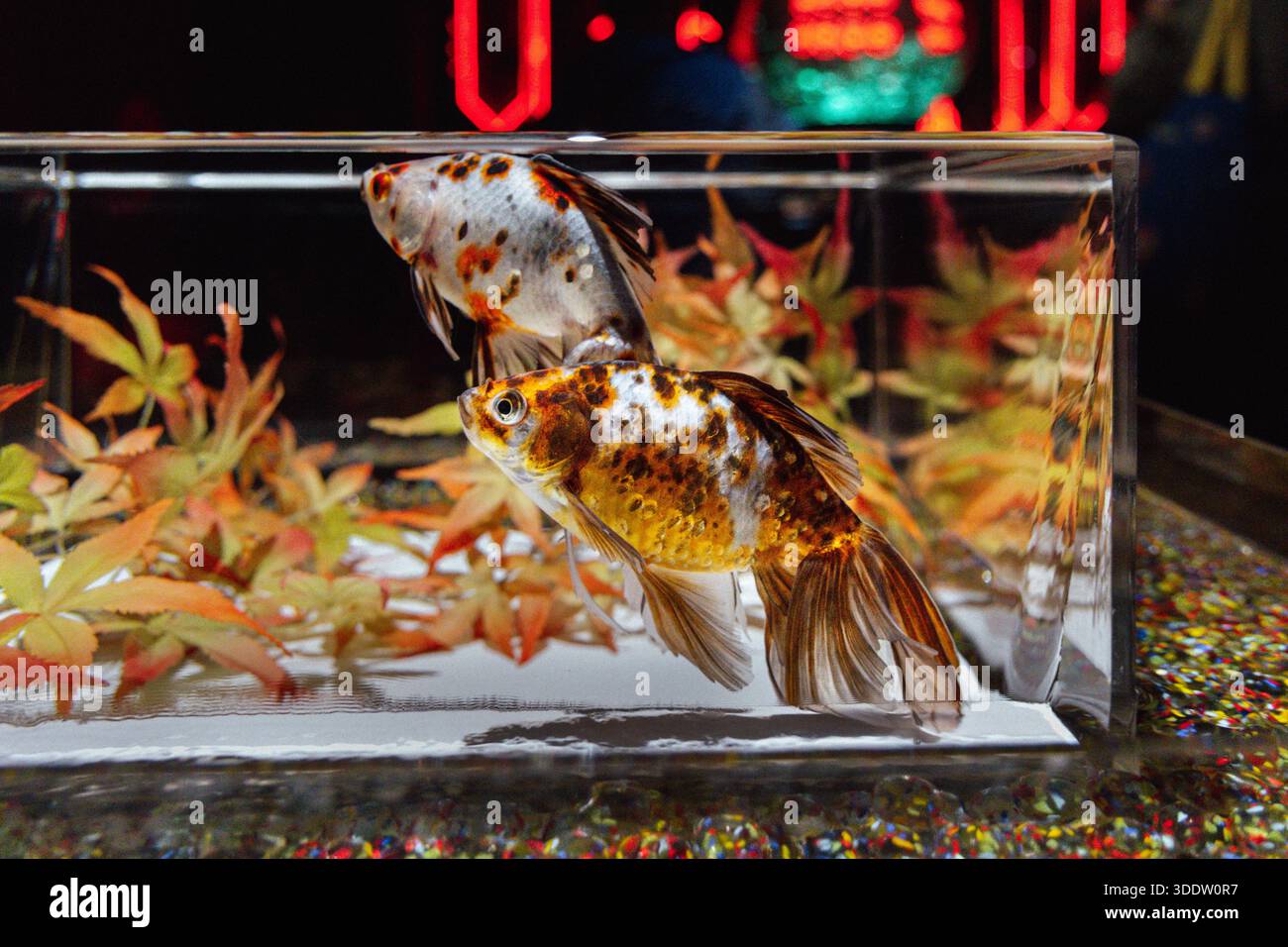 'A Show of Kingyo' goldfish art installation at Art Aquarium Museum ...