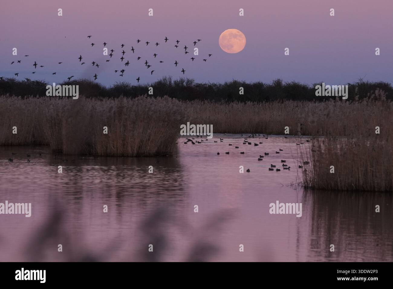 Birds flying at RSPB Otmoor Nature Reserve in Oxford as the full moon ...