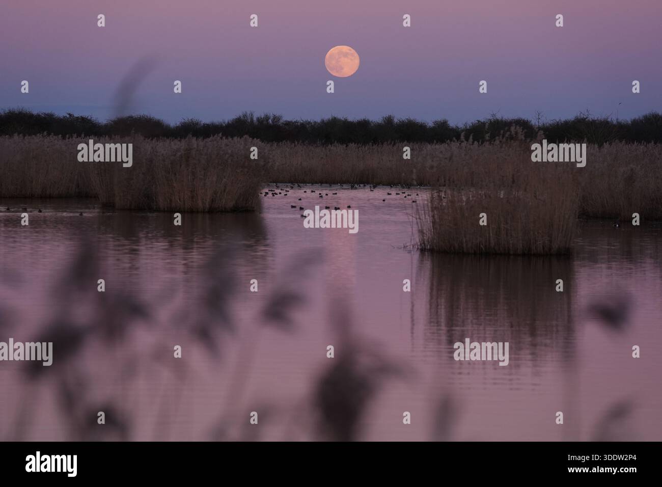 The scene at RSPB Otmoor Nature Reserve in Oxford as the full moon ...