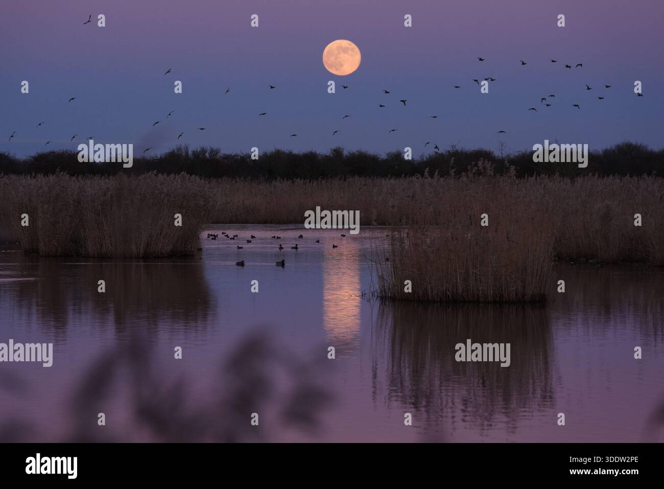 Birds flying at RSPB Otmoor Nature Reserve in Oxford as the full moon ...