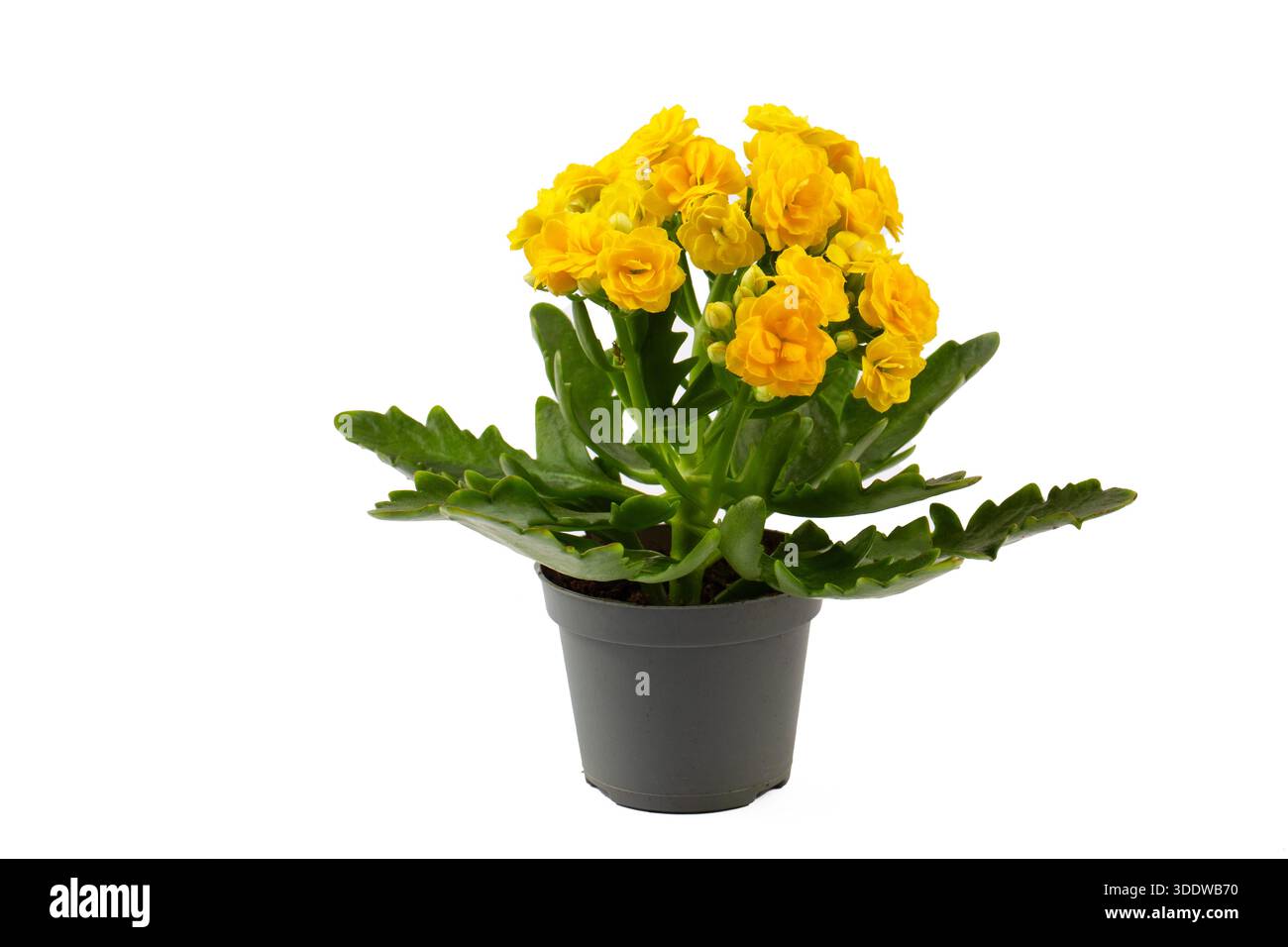 Kalanchoe flower house plant hi-res stock photography and images - Alamy