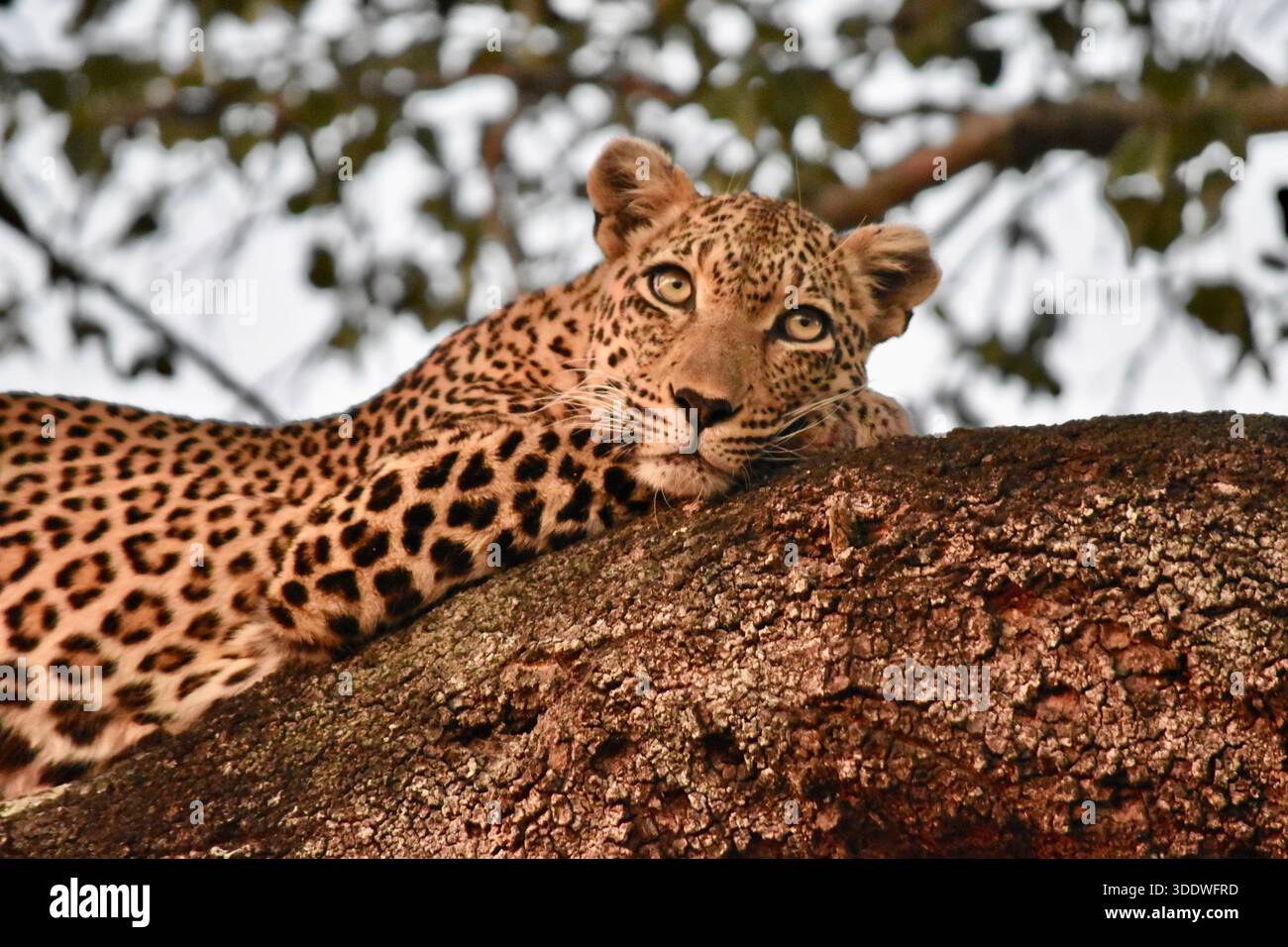 Laying leopard in kruger hi-res stock photography and images - Alamy
