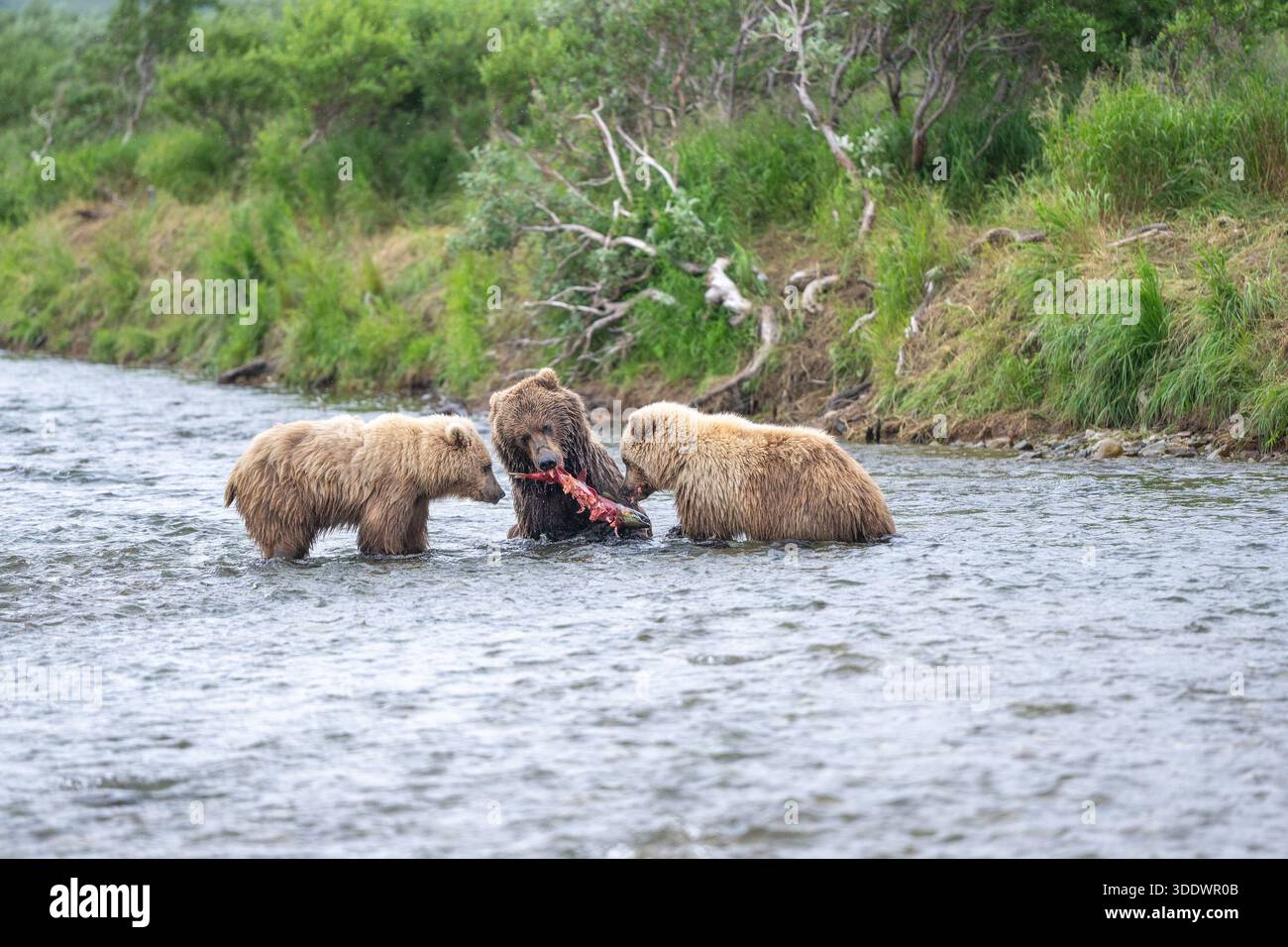 A female coastal brown bear feeding her two subadult offspring salmon ...