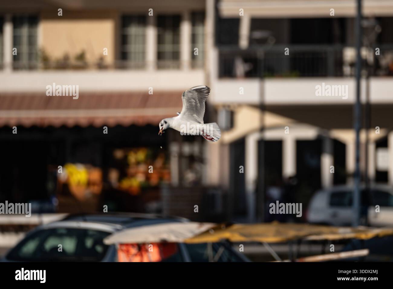 Eine Moewe im Flug im Hafen von Nea Artaki am 30. Dezember 2025. GREECE ...
