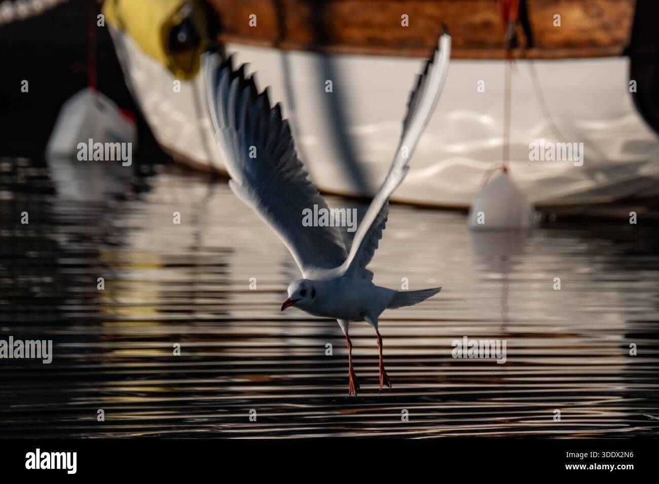 Eine Moewe im Flug im Hafen von Nea Artaki am 30. Dezember 2025. GREECE ...