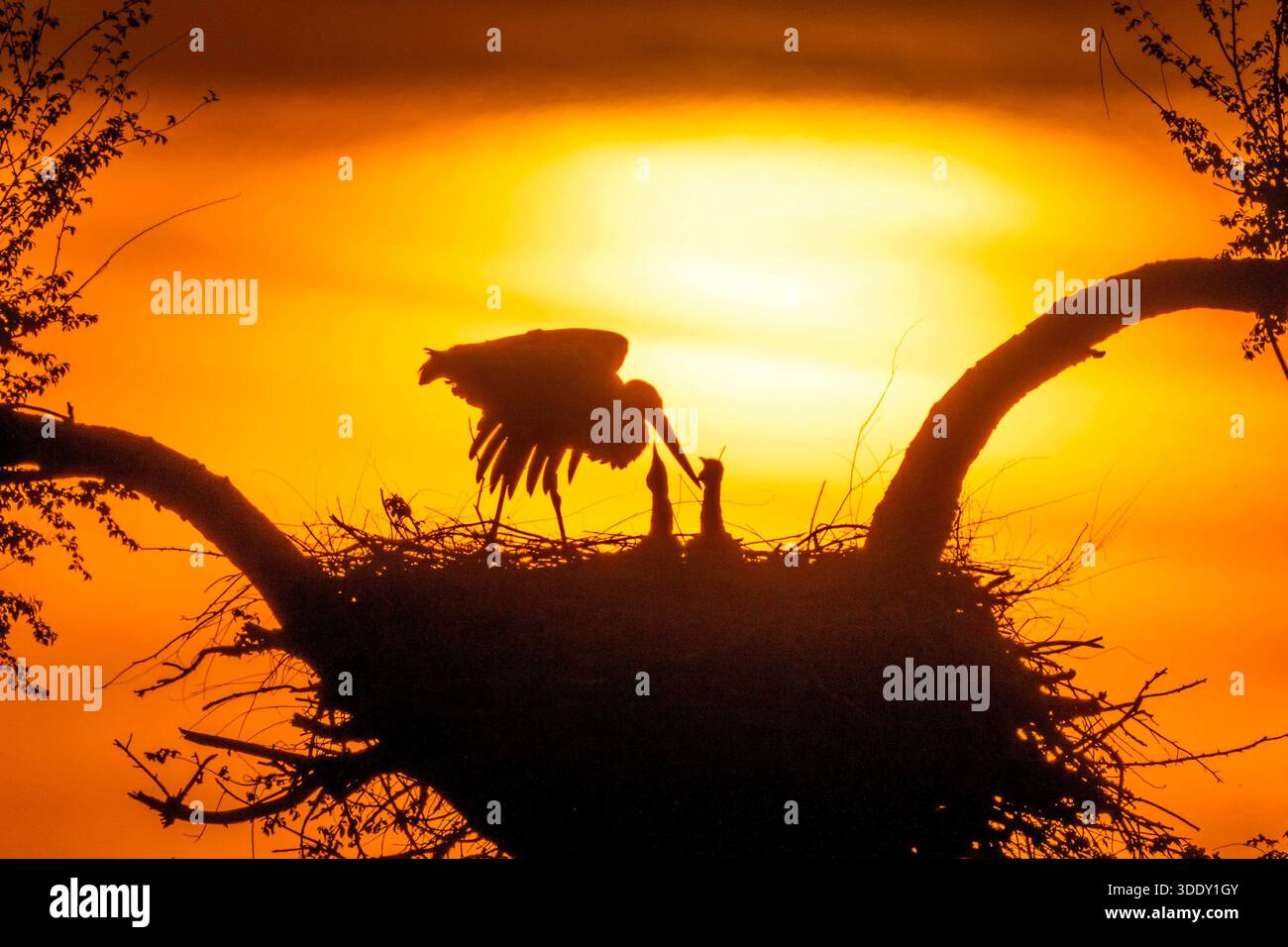 (260104) -- BEIJING, Jan. 4, 2026 (Xinhua) -- An oriental white stork ...