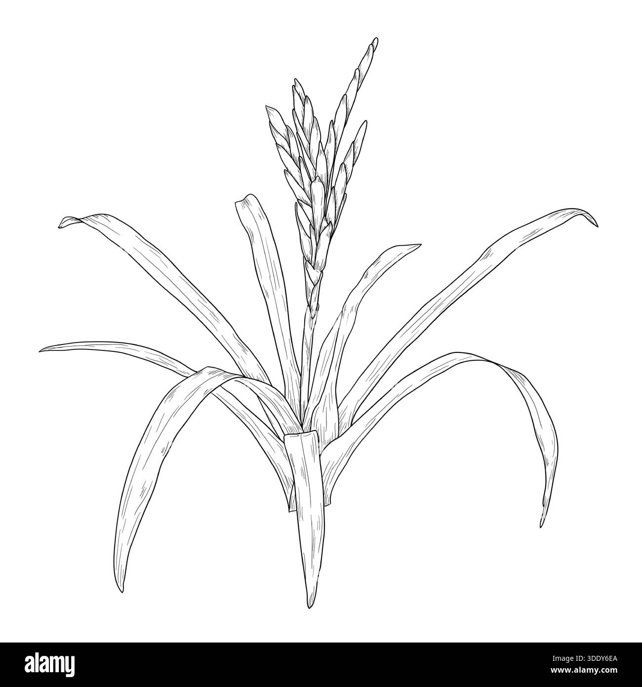 Green bromelia Stock Vector Images - Alamy