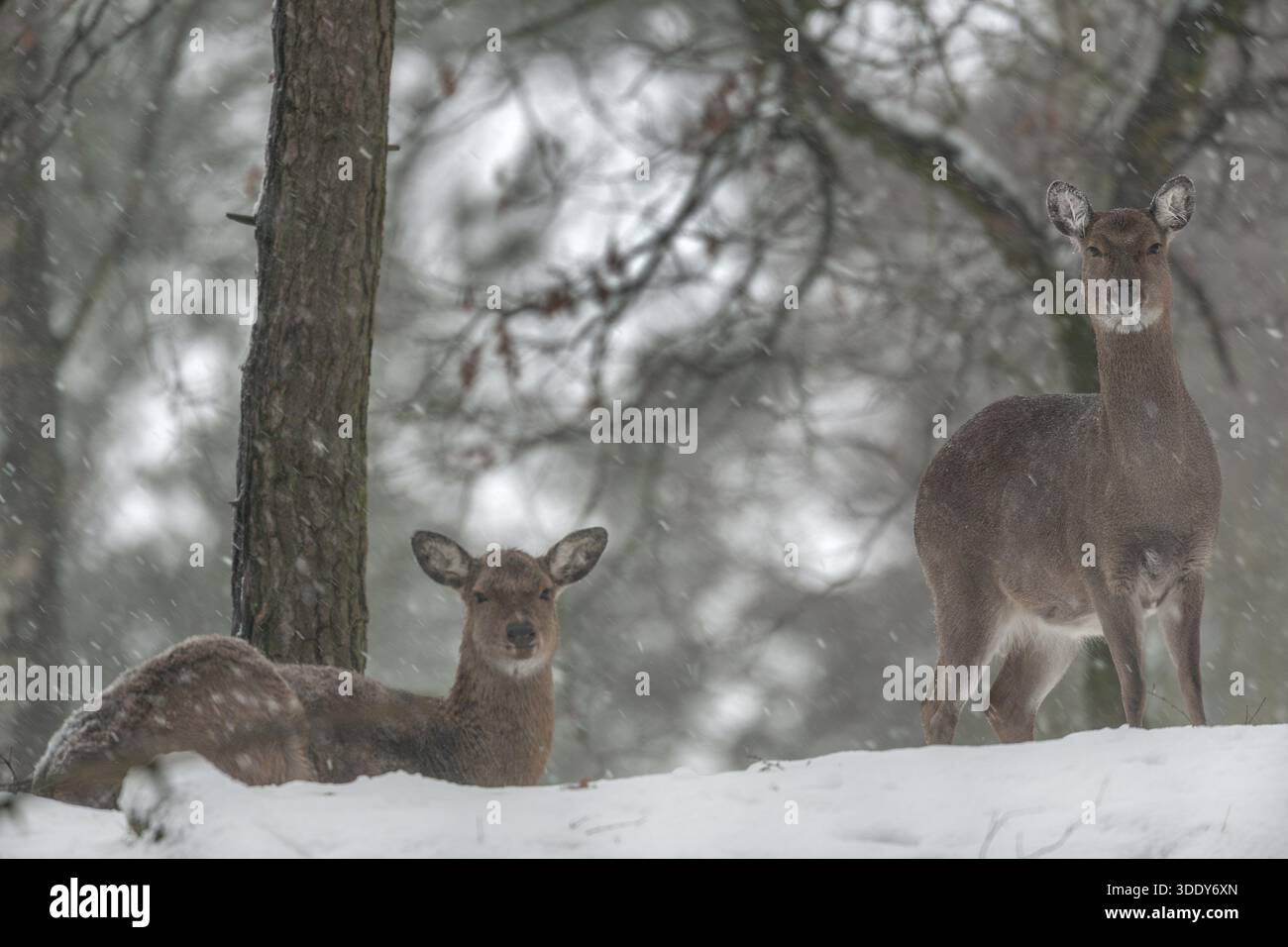 Two sika deer (Cervus nippon) females during snowfall in an open pine ...