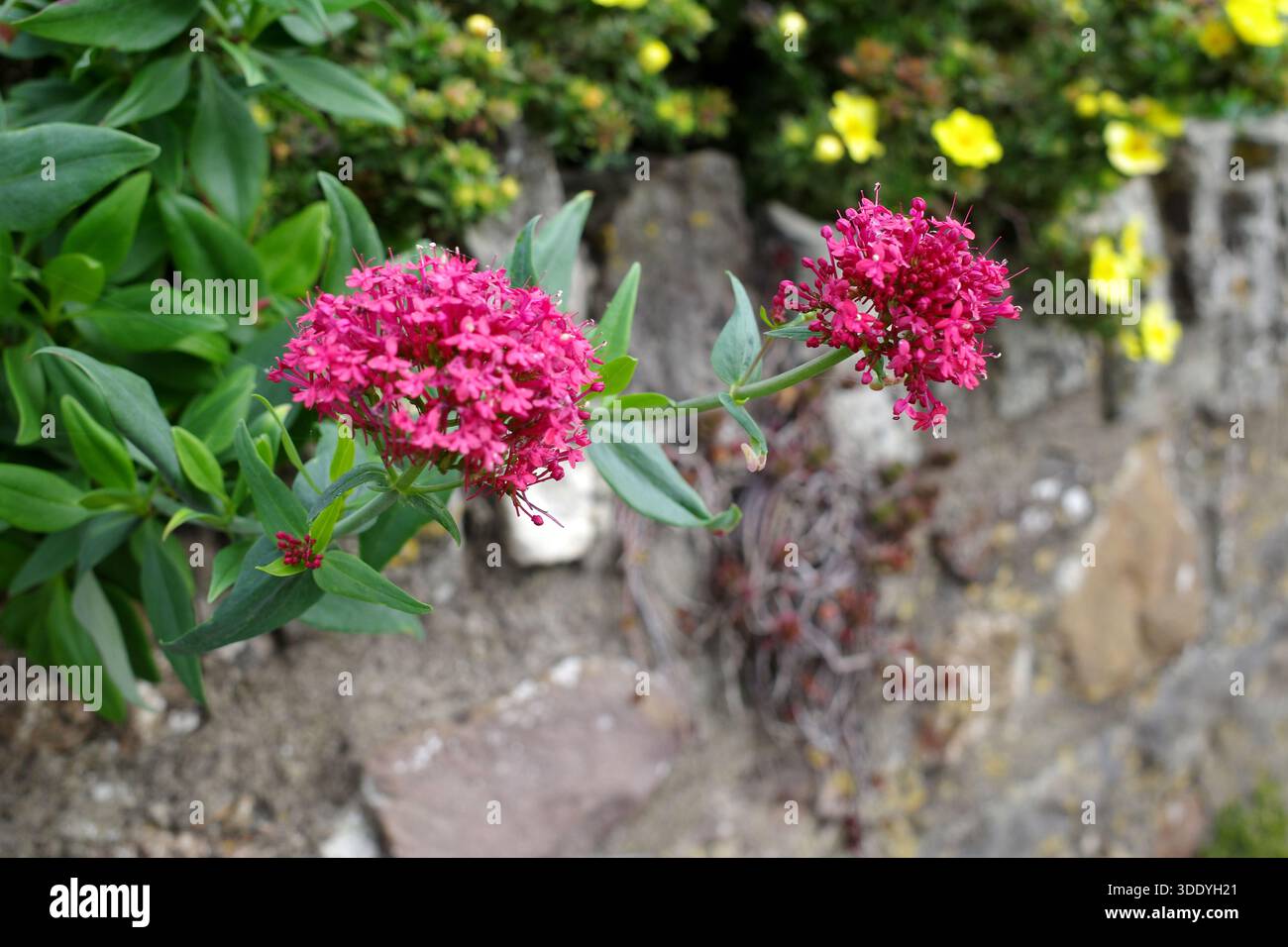 Elongated flower clusters emerge hi-res stock photography and images ...