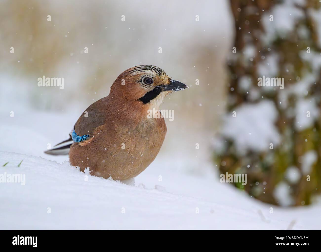 03 January 2026, Brandenburg, Sieversdorf: A jay (Garrulus glandarius ...
