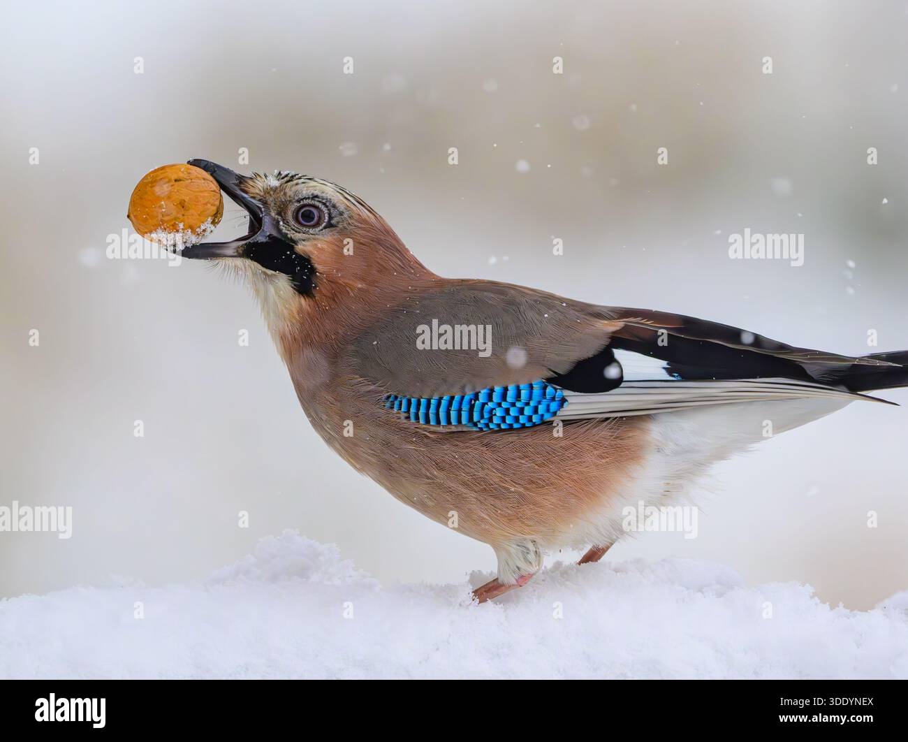 03 January 2026, Brandenburg, Sieversdorf: A jay (Garrulus glandarius ...