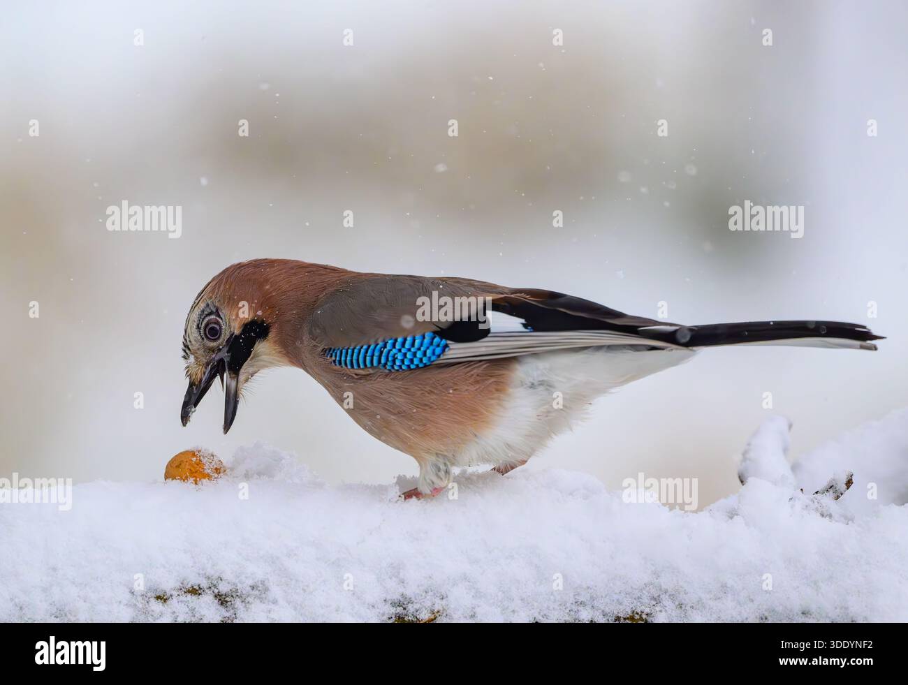 03 January 2026, Brandenburg, Sieversdorf: A jay (Garrulus glandarius ...