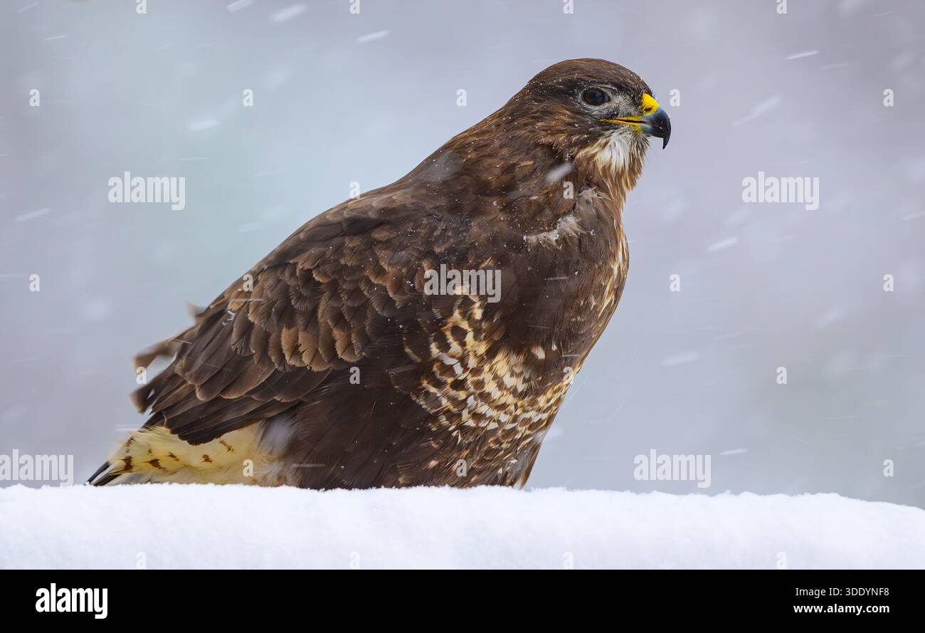 03 January 2026, Brandenburg, Sieversdorf: A buzzard (Buteo buteo) in ...